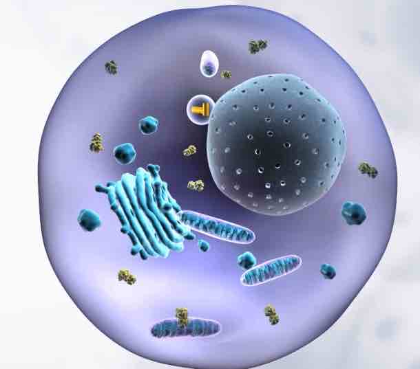 La cellule - RAEL.ORG