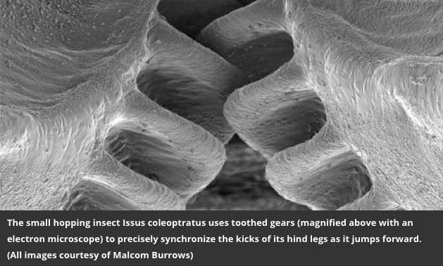 This insect has the only mechanical gears ever found in nature - RAEL.ORG