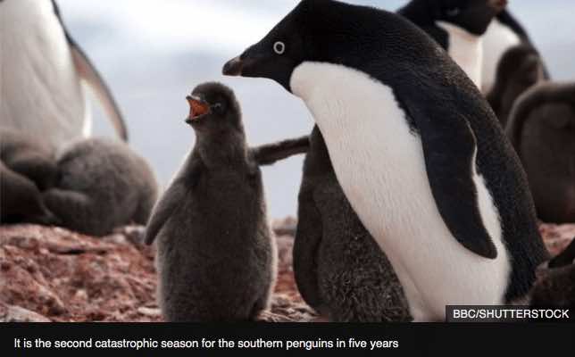 Penguins die in ‘catastrophic’ Antarctic breeding season - RAEL.ORG