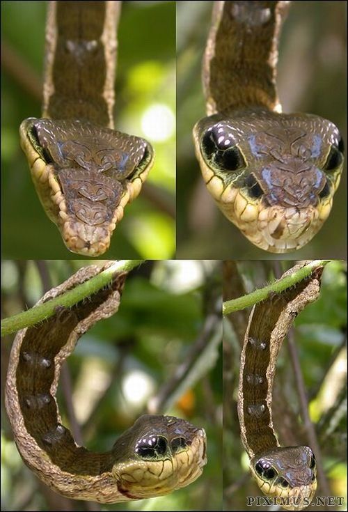 Elephant Hawk-Moth Turns Into A Snake When Frightened - RAEL.ORG