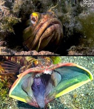 Meet the Sarcastic Fringehead - RAEL.ORG