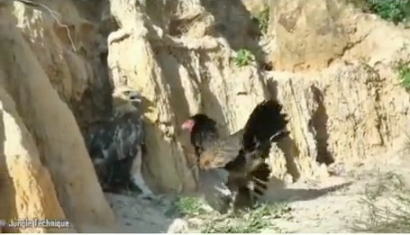 How a chicken, a symbol of fear, can defeat an eagle, a symbol of power ...