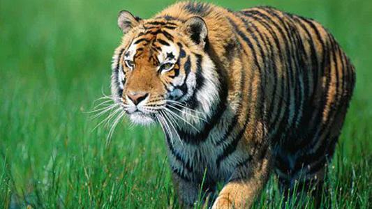 Half of world's animals have disappeared since 1970 - RAEL.ORG