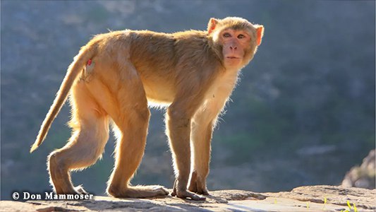 Scientists Inserted A Human Brain Gene Into Monkeys - RAEL.ORG