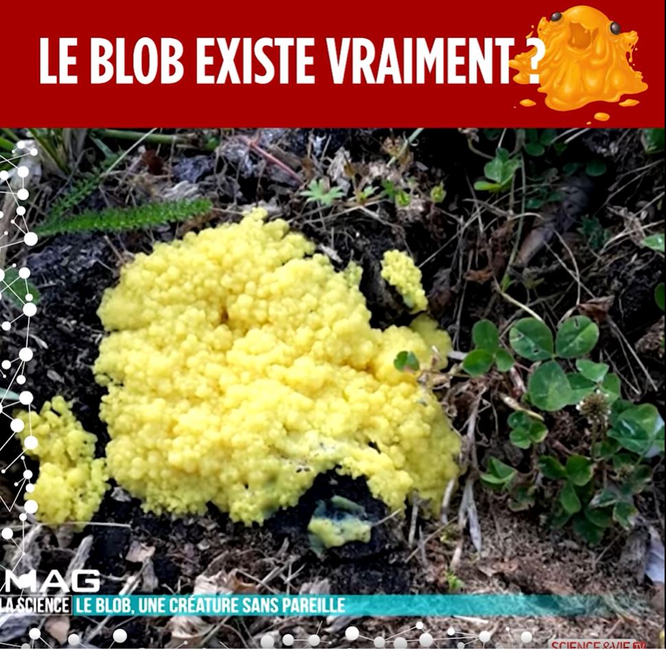 ¿El Blob verdaderamente existe? - RAEL.ORG
