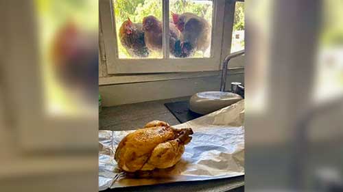 Enjoy your chickens - RAEL.ORG